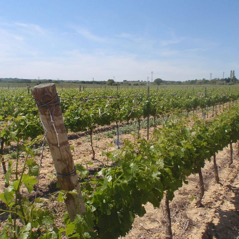 Un Vignoble en coteaux argilo-calcaire traversé par le libron